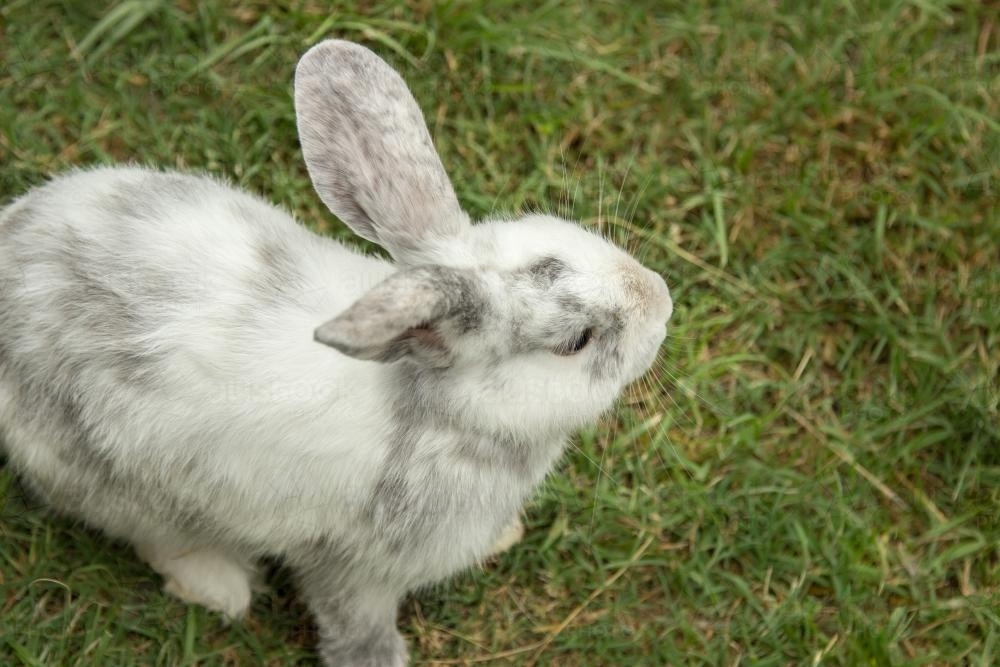 Image of One rabbit on the grass - Austockphoto