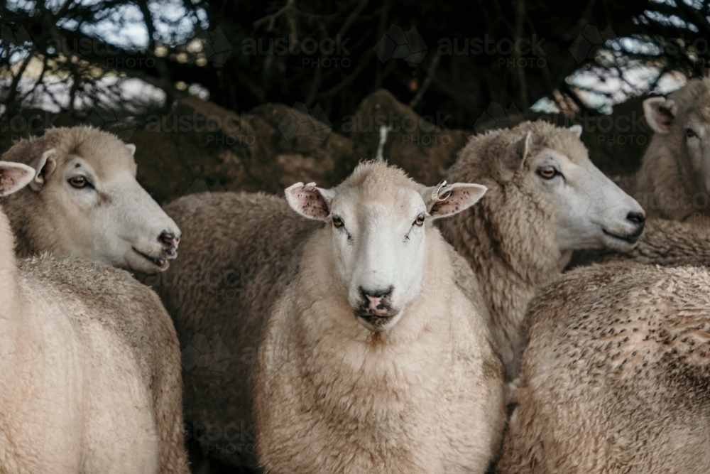 Image of One sheep in the flock looks towards the camera. - Austockphoto