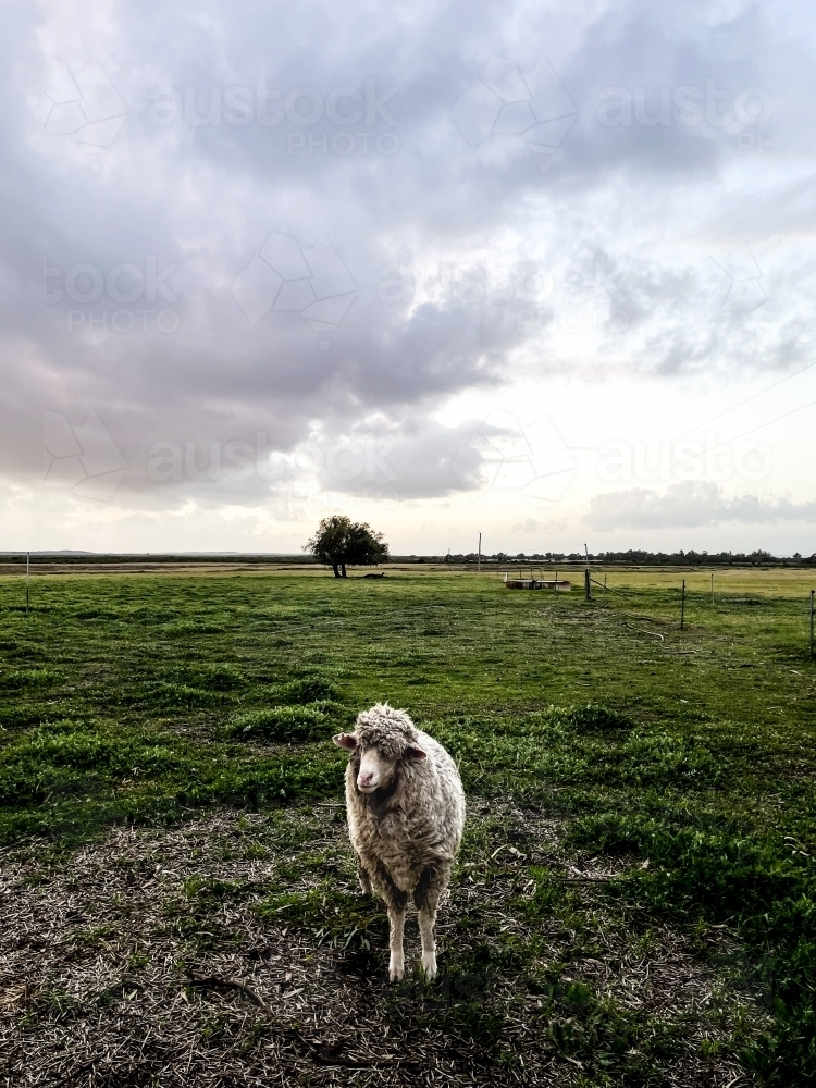 Image of One Sheep Standing in Green Paddock - Austockphoto