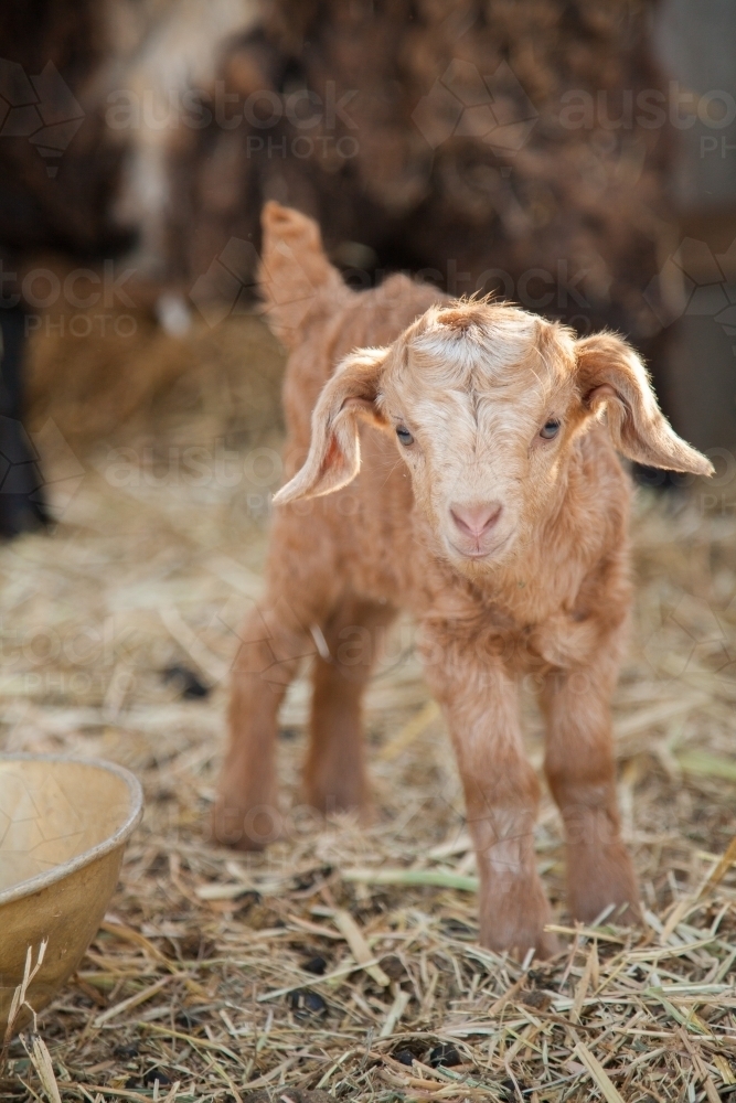 Image of One young brown goat kid standing up - Austockphoto
