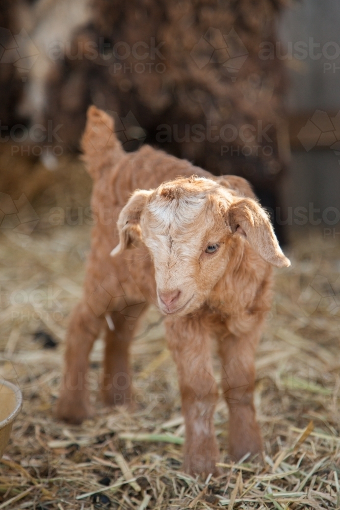 Image of One young brown goat kid standing up - Austockphoto