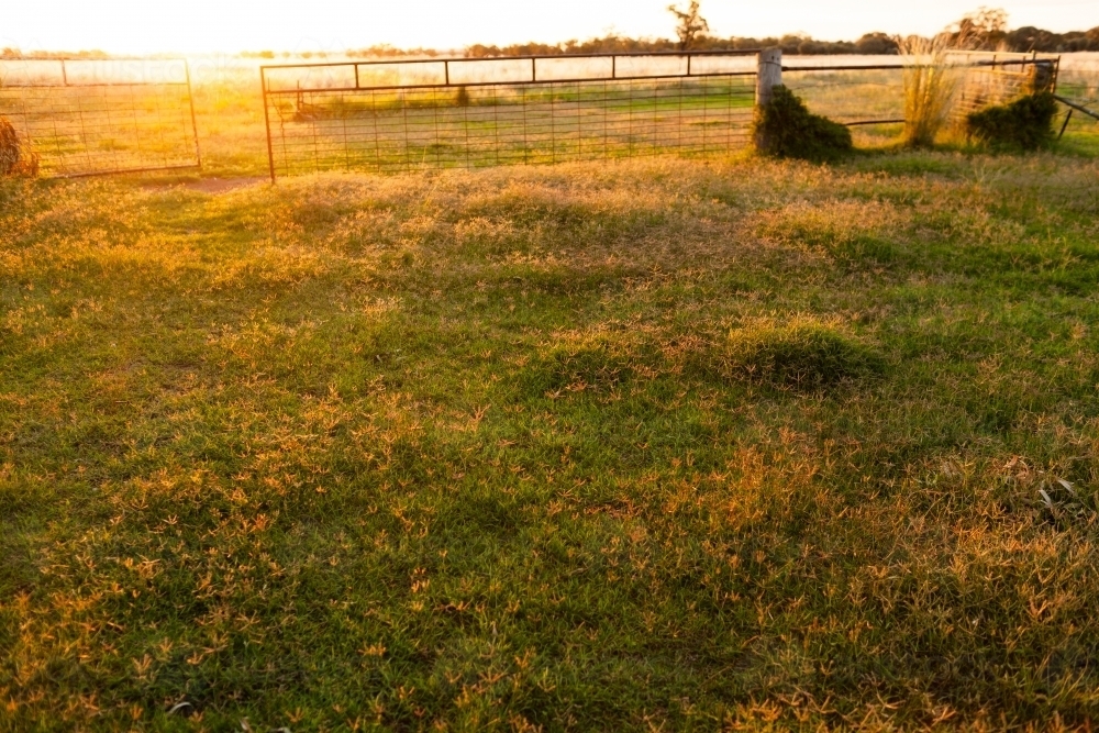 Image of Open double farm gates to grassy paddock with orange seed ...