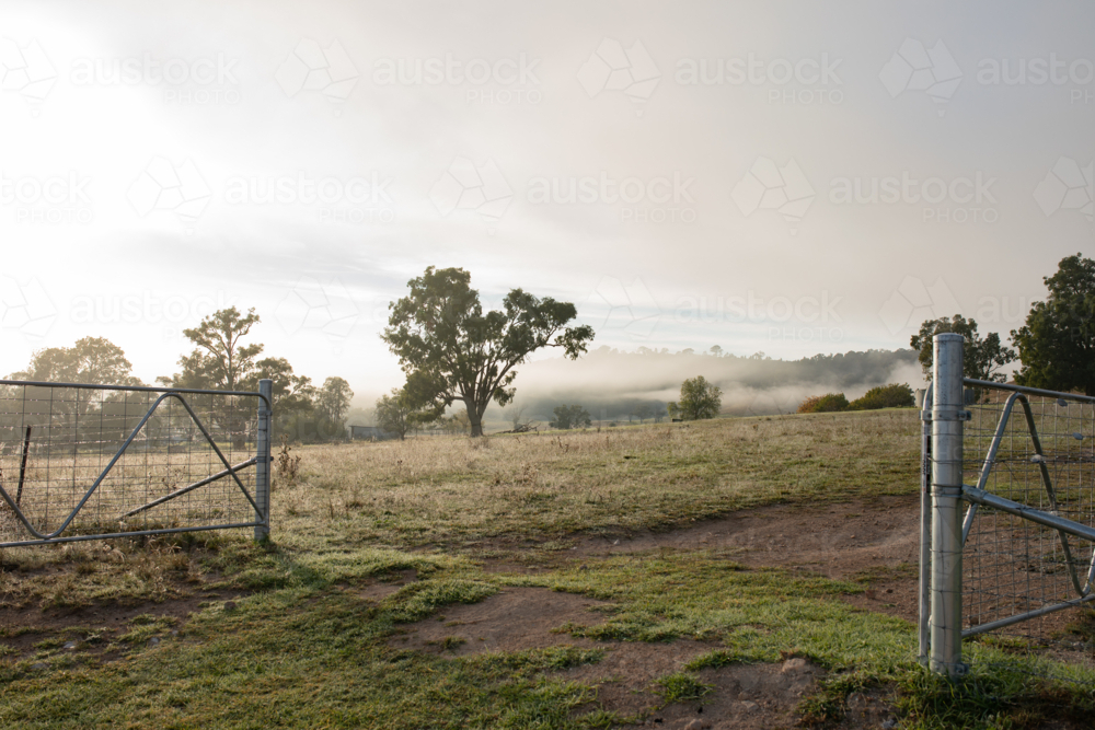 Image of Open gates leading to expansive paddock on foggy morning ...