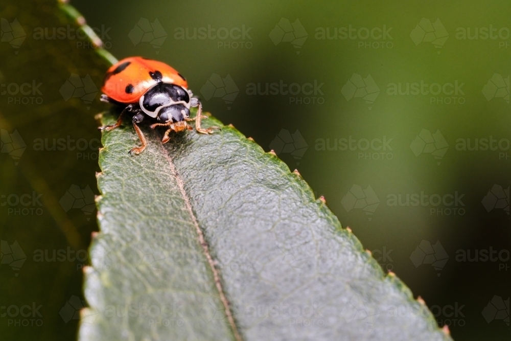 Image of Orange and Black Ladybird at Tip of Green Leaf - Austockphoto