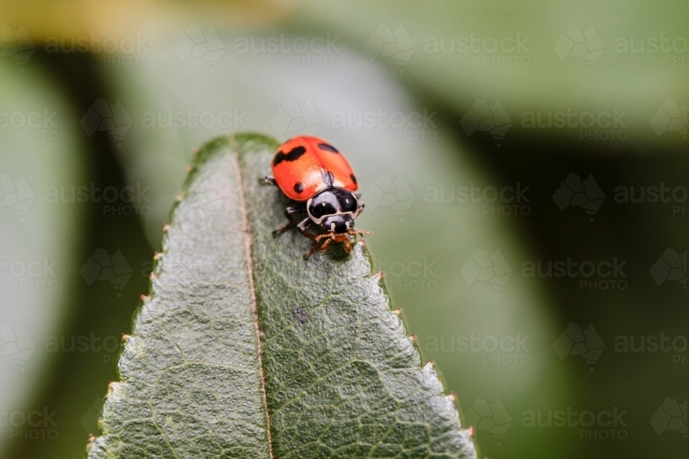 Image of Orange and Black Ladybird Crawling Down Green Leaf - Austockphoto