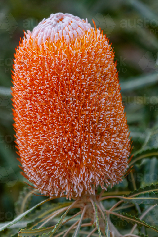 Image of Orange Banksia flower cone close-up. - Austockphoto
