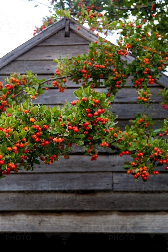 Image of Orange hawthorn berries against a weathered timber shed ...