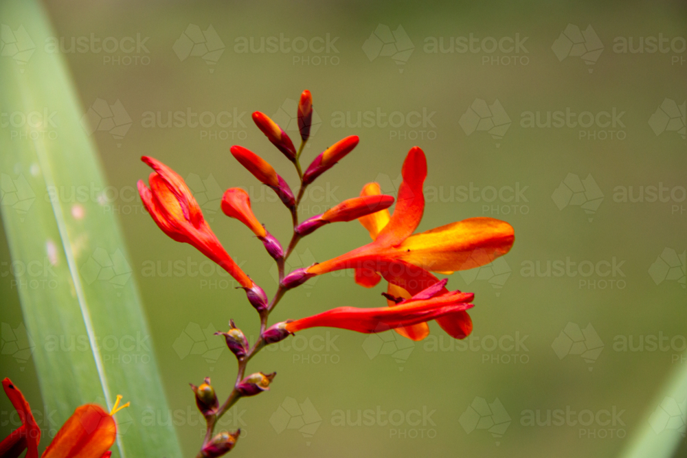 Image of Orange sprouting flower in focus - Austockphoto