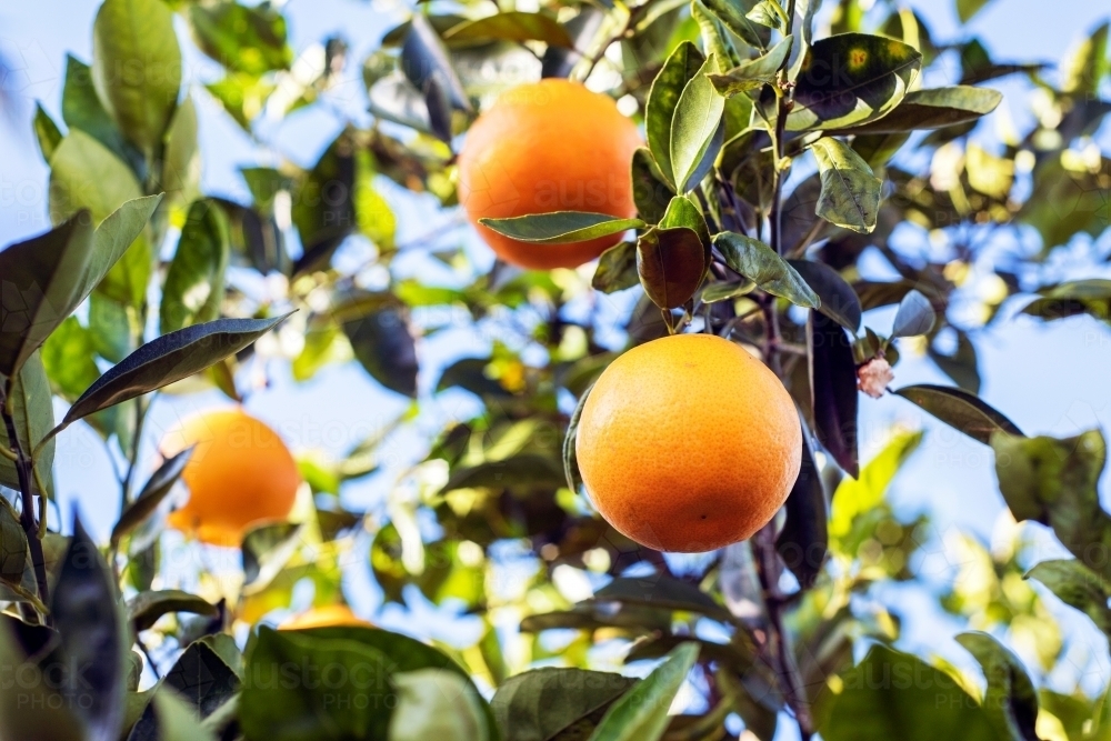 Image of Oranges growing on a tree - Austockphoto