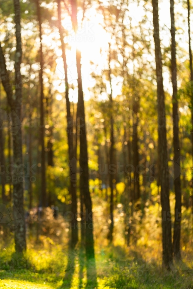 Image of Out of focus bokeh background of green bushland and ironbark ...