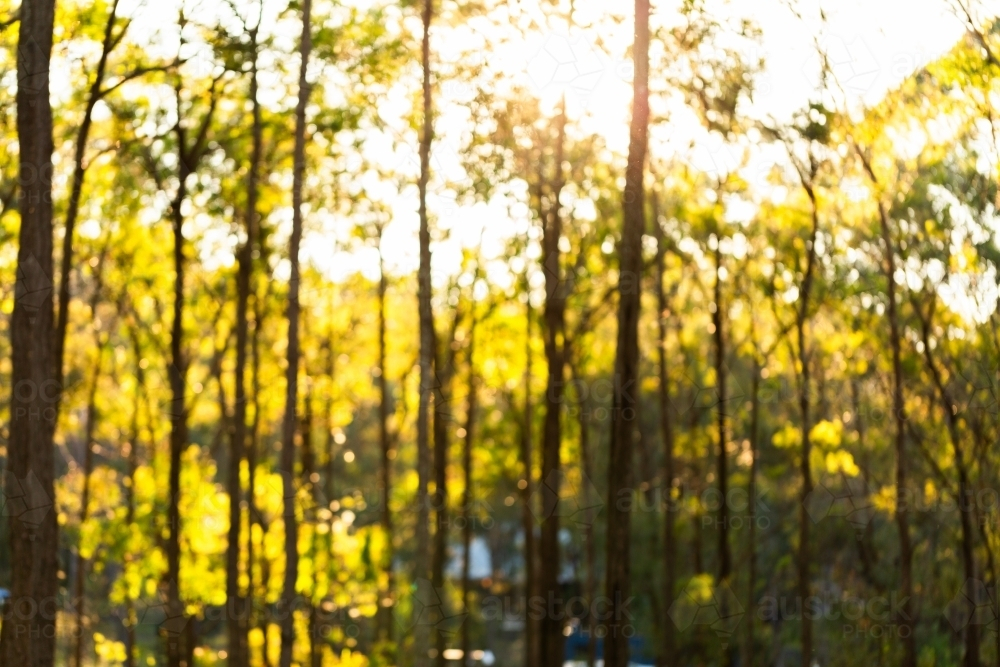 Image of Out of focus bokeh background of green bushland and ironbark ...