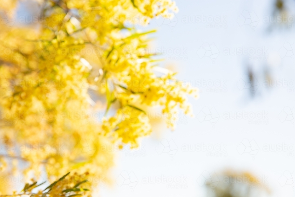 Image of out of focus wattle - Austockphoto