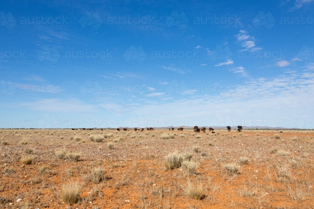 Image of Outback pastoral station with cattle in arid landscape ...