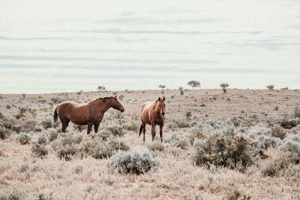 Image of Outback wild horses - Austockphoto