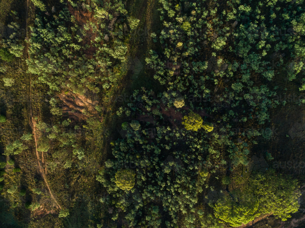 Image of Overhead top down aerial view of treetops and erosion in rural ...