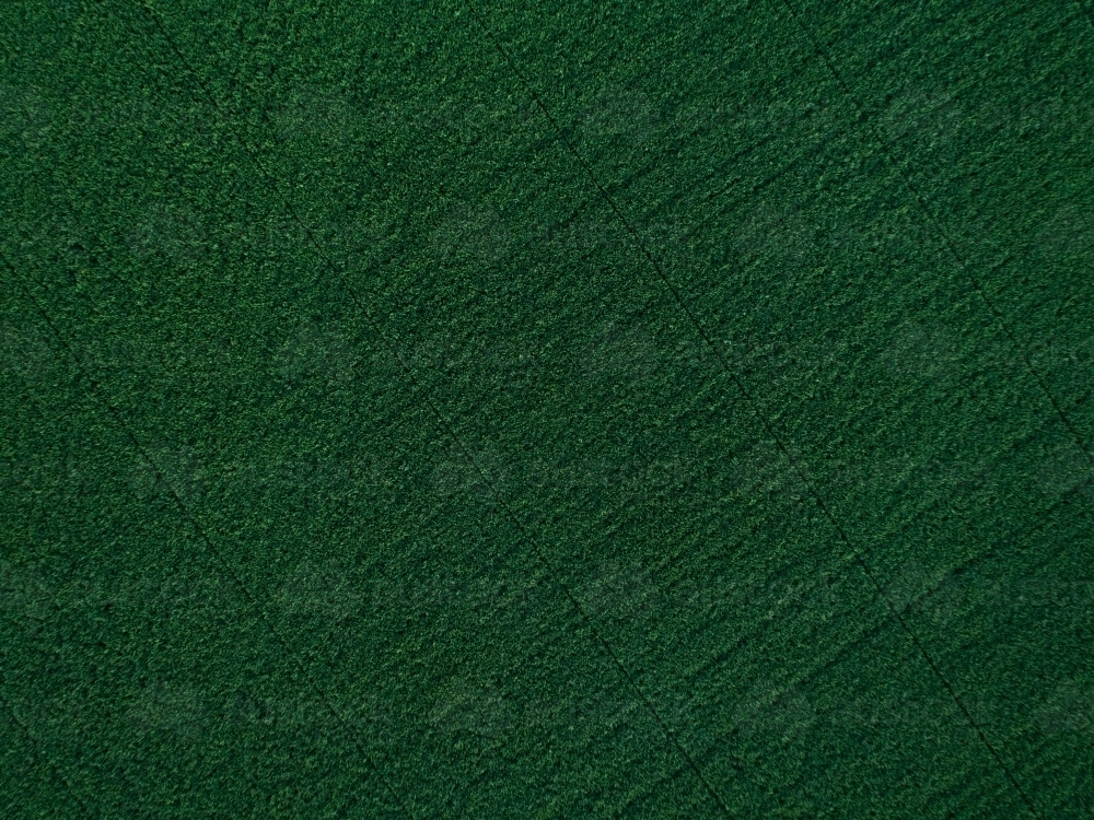 Image of overhead top down view of lucerne alfalfa crop in paddock ...