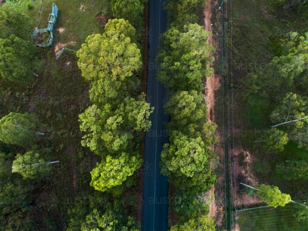 Image of Overhead view of country road lined with gum trees - Austockphoto