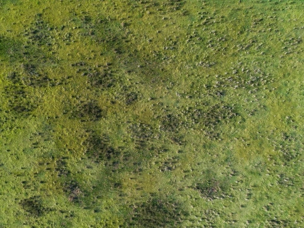 Image of overhead view of farm paddock full of tufty green grass ...