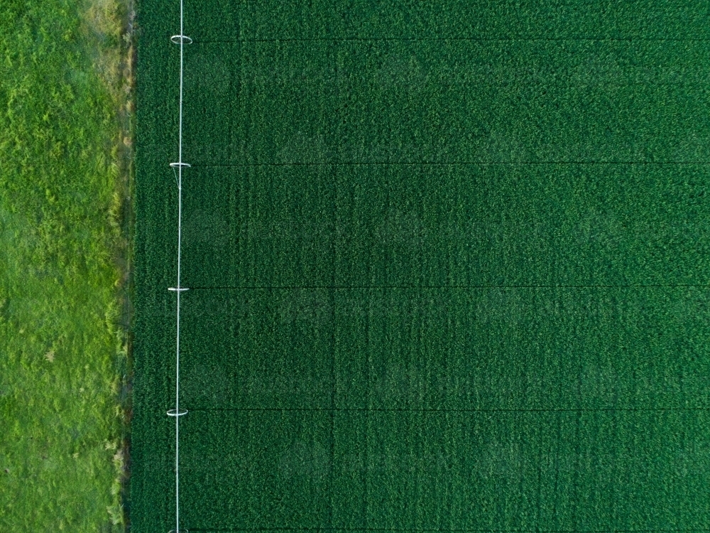 Image of Overhead view of green lucerne crop paddock with irrigation ...