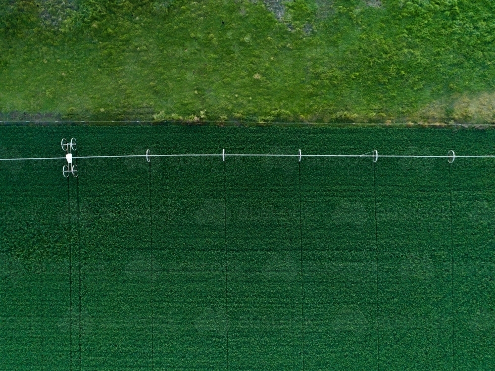Image of Overhead view of green lucerne crop paddock with irrigation ...