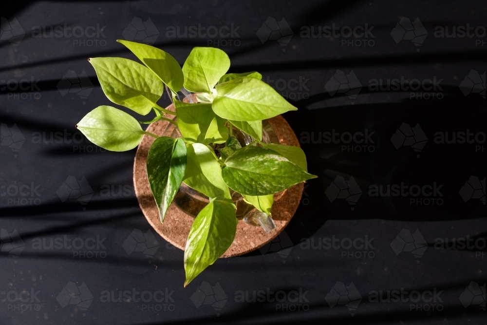 Image of overhead view of pothos plant - Austockphoto