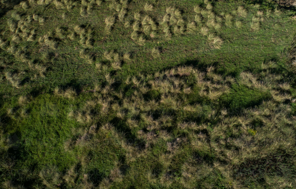 Image of overhead view of tufty grass on river flats - Austockphoto