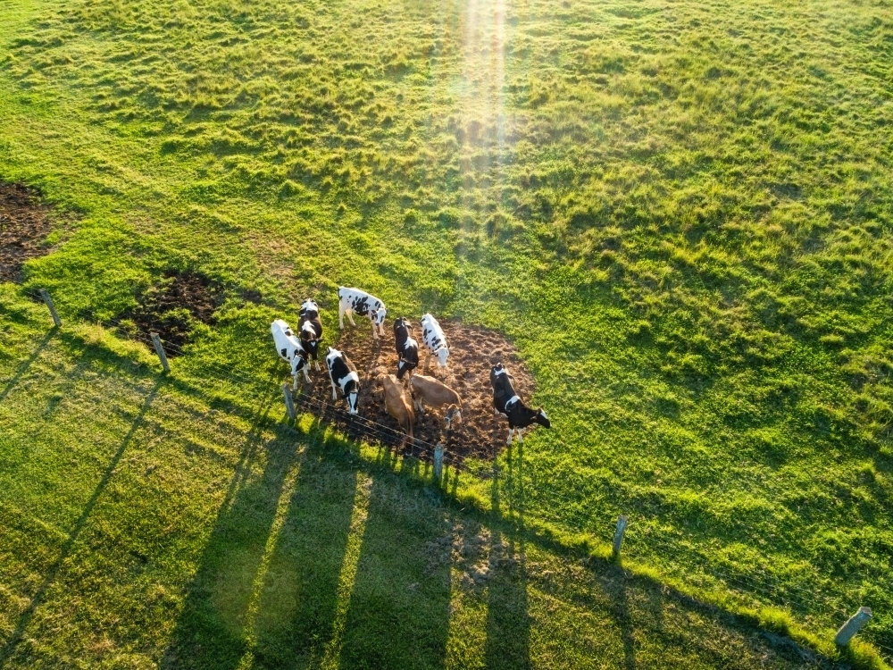 Image of Overhead view of young cattle clustered together near fence on ...