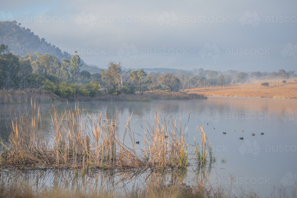 Image of Overlooking a country dam with reeds in paddock - Austockphoto