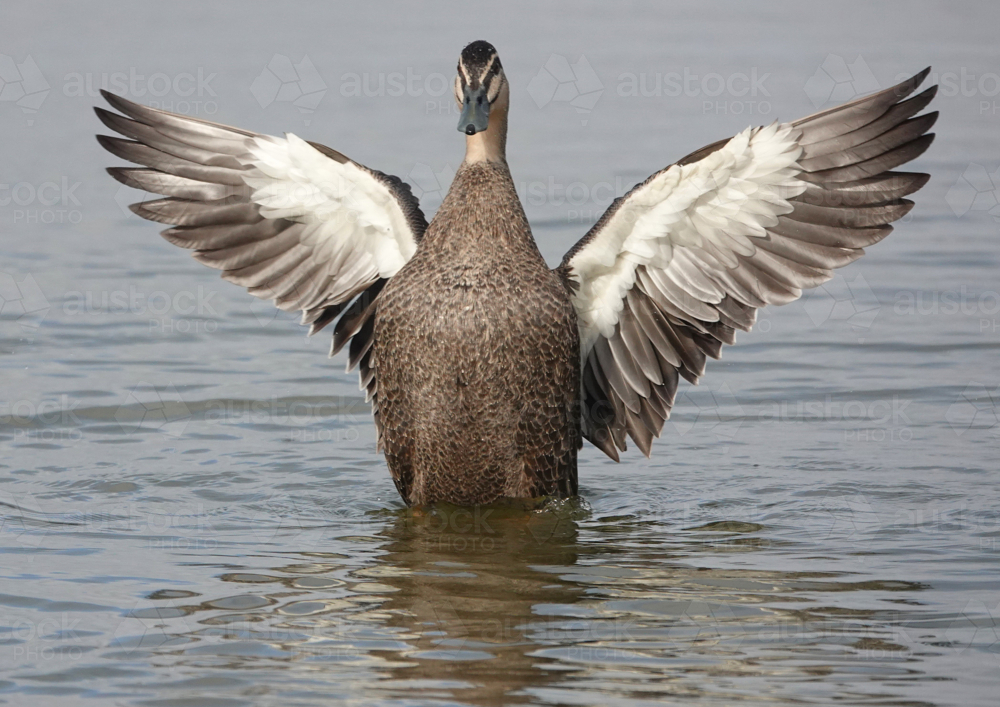 Image of Pacific black duck flapping wings on water - Austockphoto