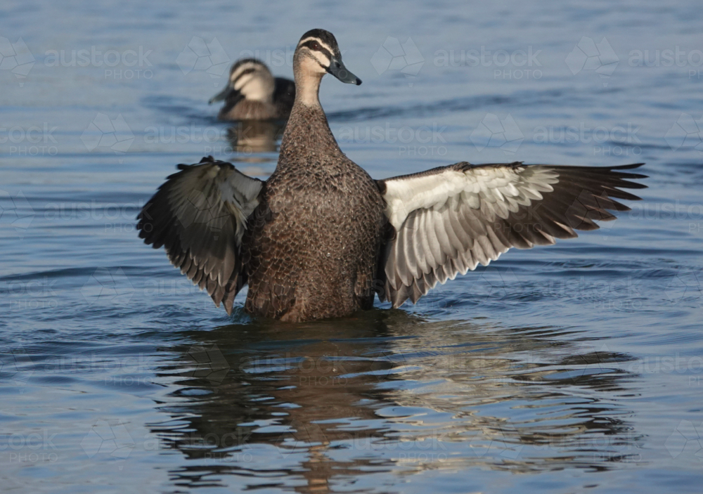 Image of Pacific black duck flapping wings on water - Austockphoto
