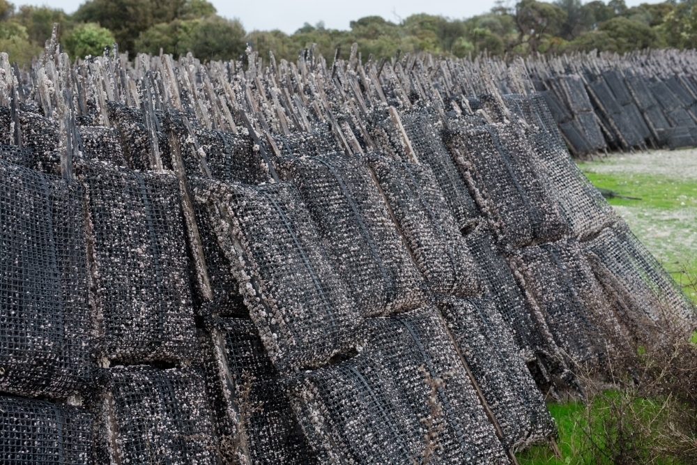 Image of Pacific oyster growing racks - Austockphoto