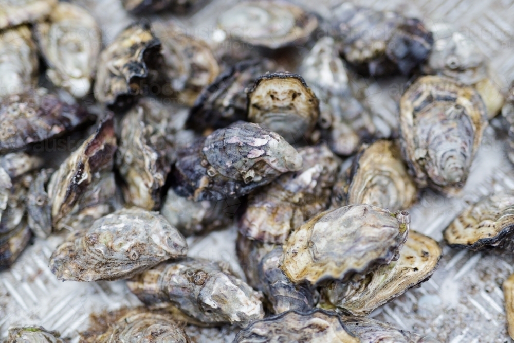 Image of pacific oysters on the deck of an oyster boat - Austockphoto