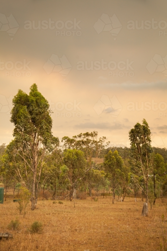 Image of Paddock and sky with an orange glow from smoke haze from ...