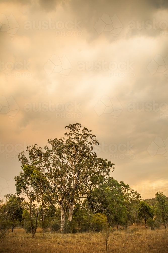 Image of Paddock and sky with an orange glow from smoke haze from ...
