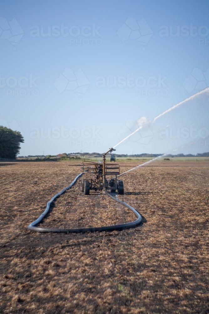 Image of Paddock being watered by automatic irrigation - Austockphoto