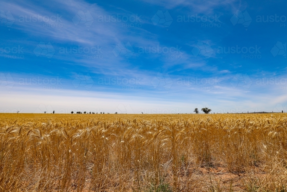 Image of Paddock full of ripe wheat ready for harvest - Austockphoto