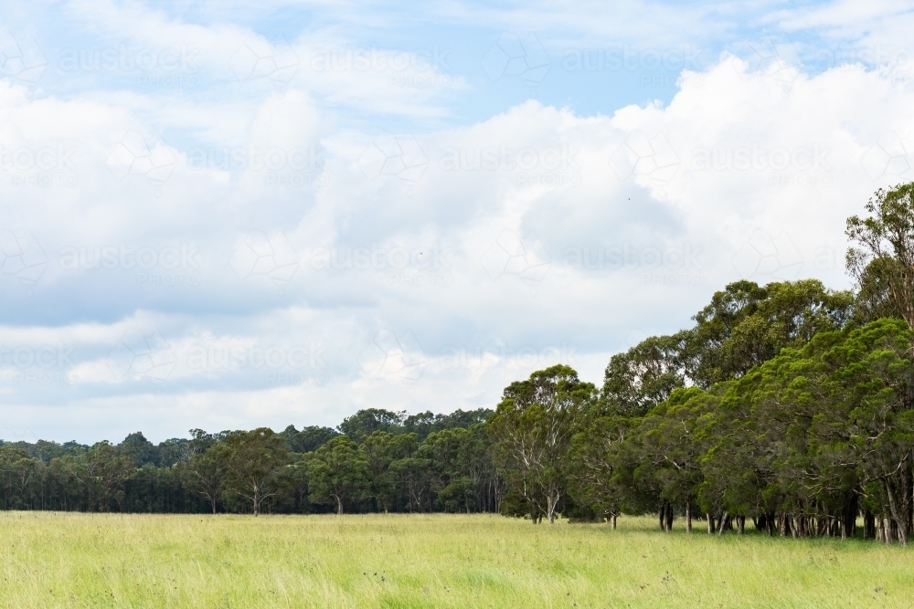 Image of Paddock of long green grass and gum trees under clouded sky in ...