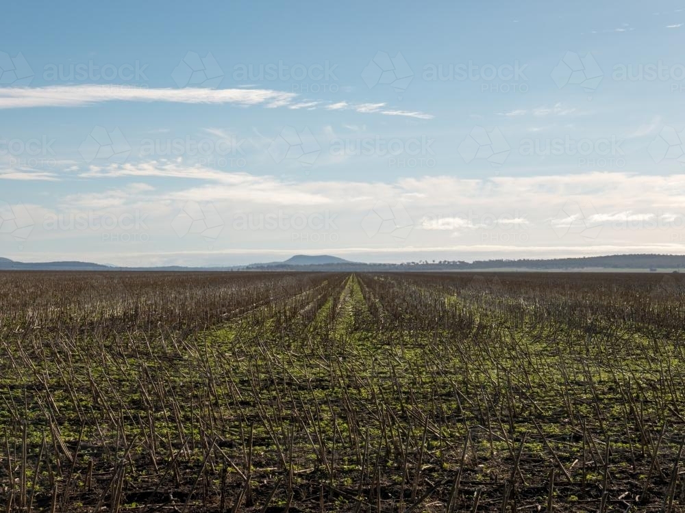 Image of Paddock of wheat crop stubble in open flat country with a big ...