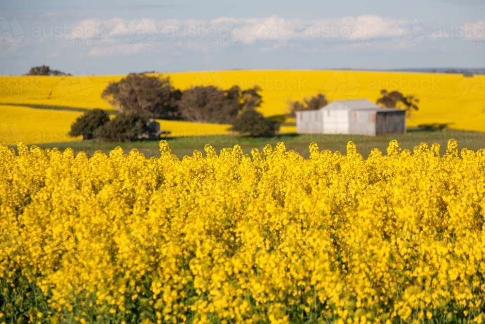 Image of Paddock of yellow flowering canola with shed in the background ...