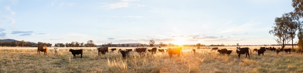 Image of Paddock on farm with heard of cattle among grass at sunset ...