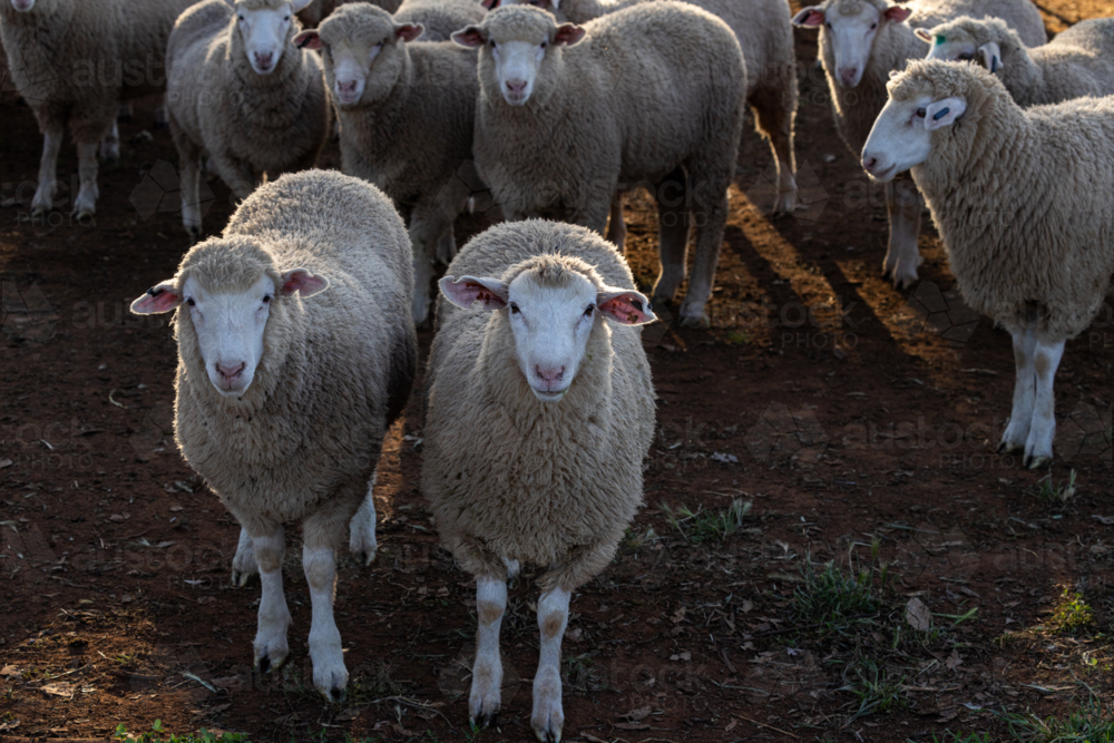 Image of pair of crossbred lambs looking front on - Austockphoto