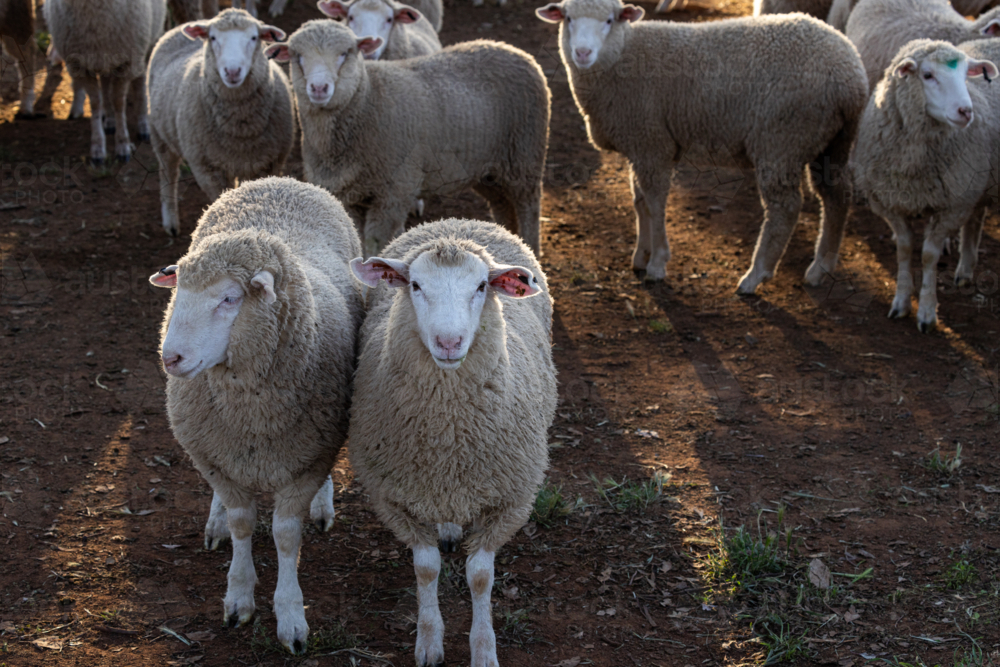 Image of pair of crossbred lambs looking front on - Austockphoto