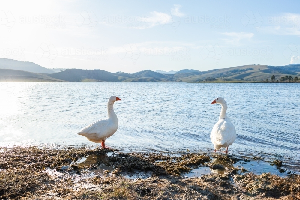 Image of Pair of geese at edge of lake water in bright afternoon light ...
