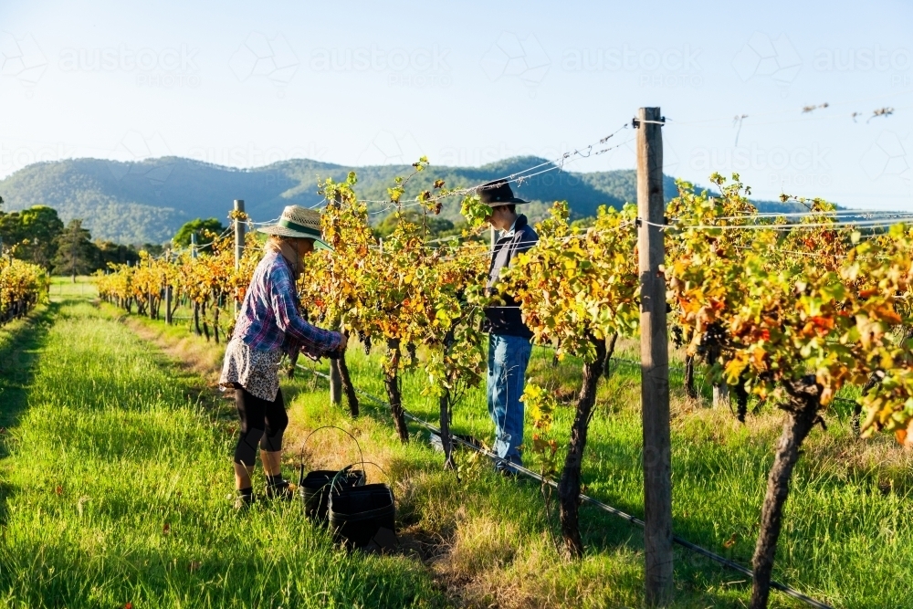 Image of Pair of grape pickers working during harvest time on farm ...