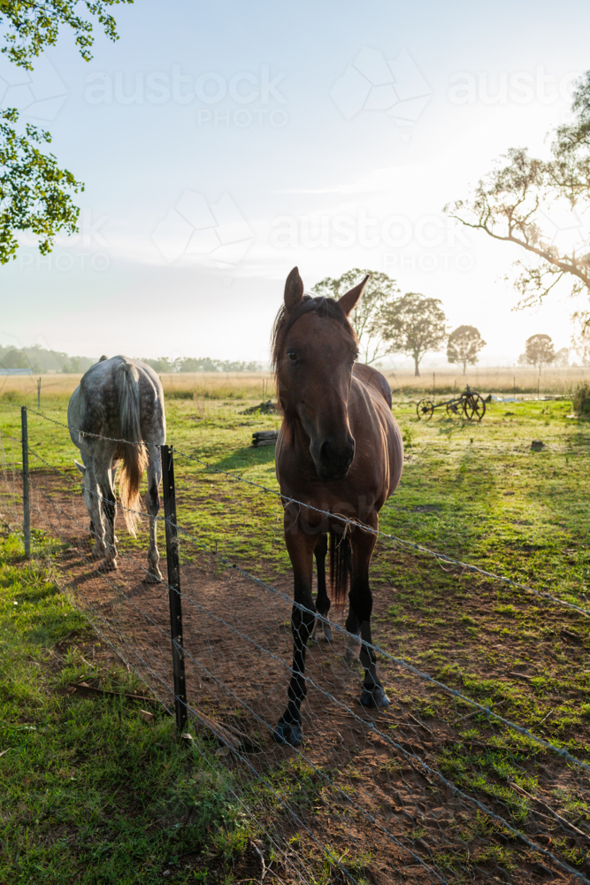 Image of Pair of horses in farm paddock together at sunrise with dew on ...