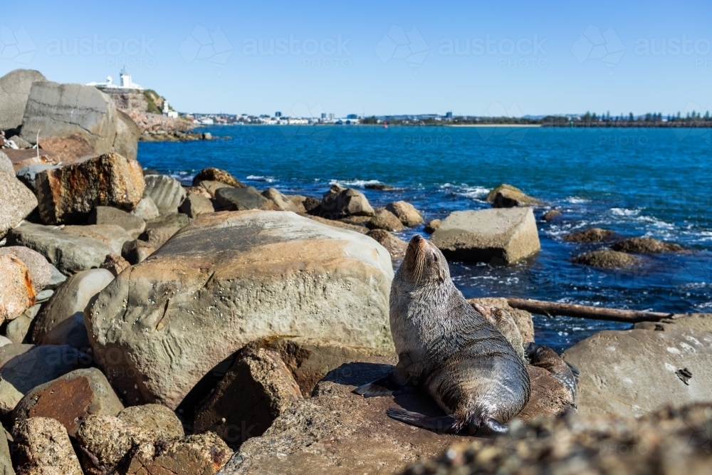 Image of pair of seals on the rocks beside ocean at Newcastle ...