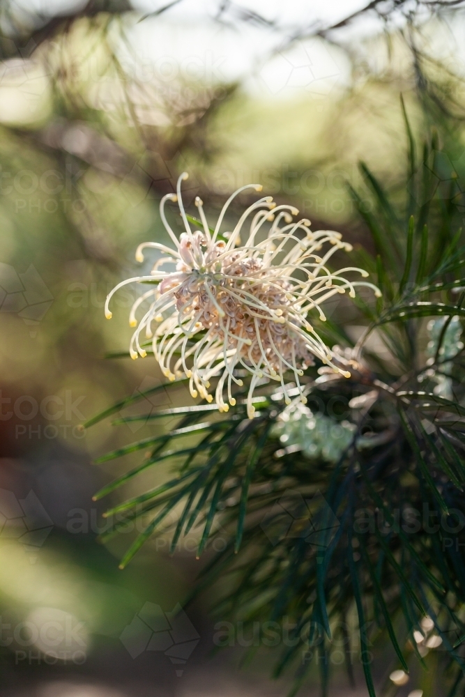 Image of Pale spider flower in sunlight - Austockphoto