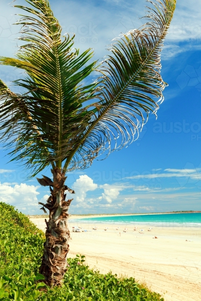Image of Palm tree on the famous Cable Beach - Austockphoto