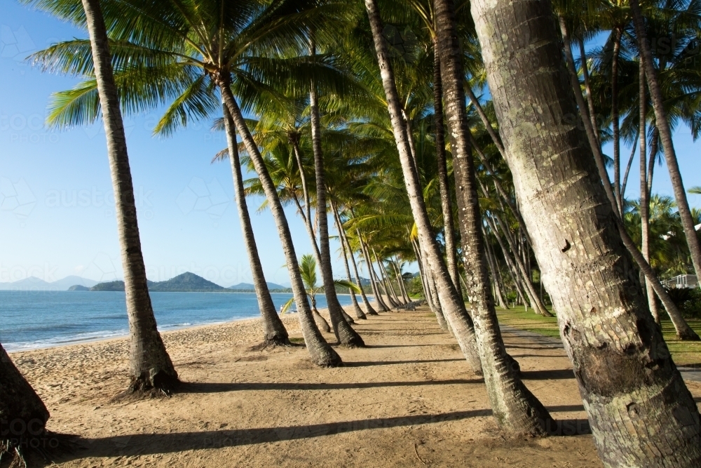 Image of palm trees waterfront at Palm Cove - Austockphoto