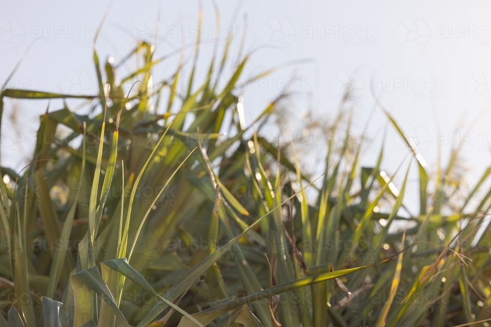 Image of Pandanas tree on the beach at the Gold Coast in golden ...